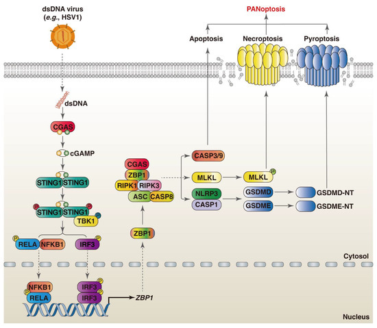 Nucleic Acid Sensor-Mediated PANoptosis in Viral Infection