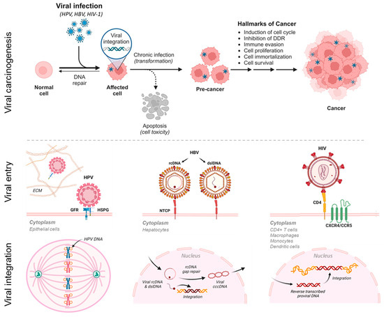 Viruses Free Full Text Hpv Hbv And Hiv 1 Viral Integration Site