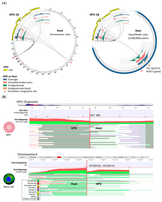 HPV, HBV, and HIV-1 Viral Integration Site Mapping: A Streamlined ...