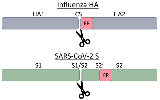 Host Cell Proteases Involved in Human Respiratory Viral Infections and Their Inhibitors: A Review