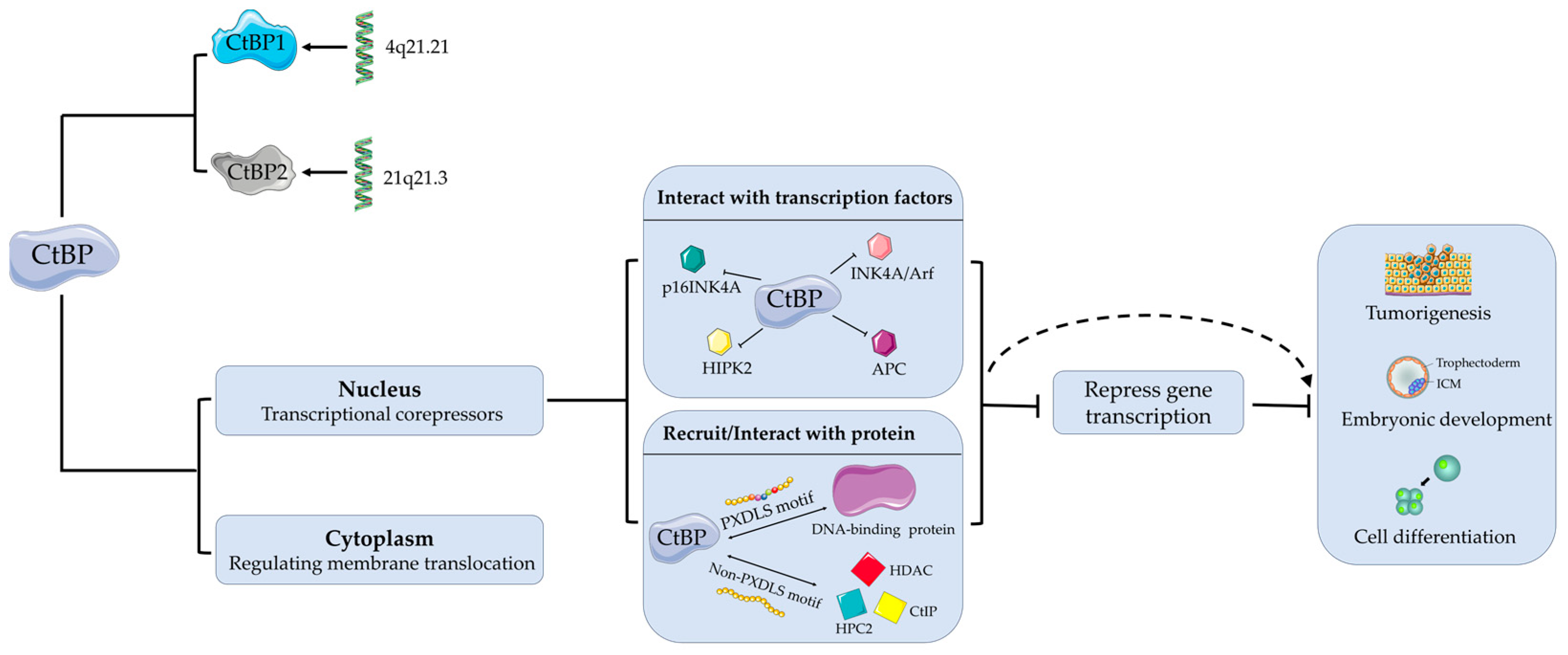 C-Terminal Binding Protein: Regulator between Viral Infection and Tumorigenesis