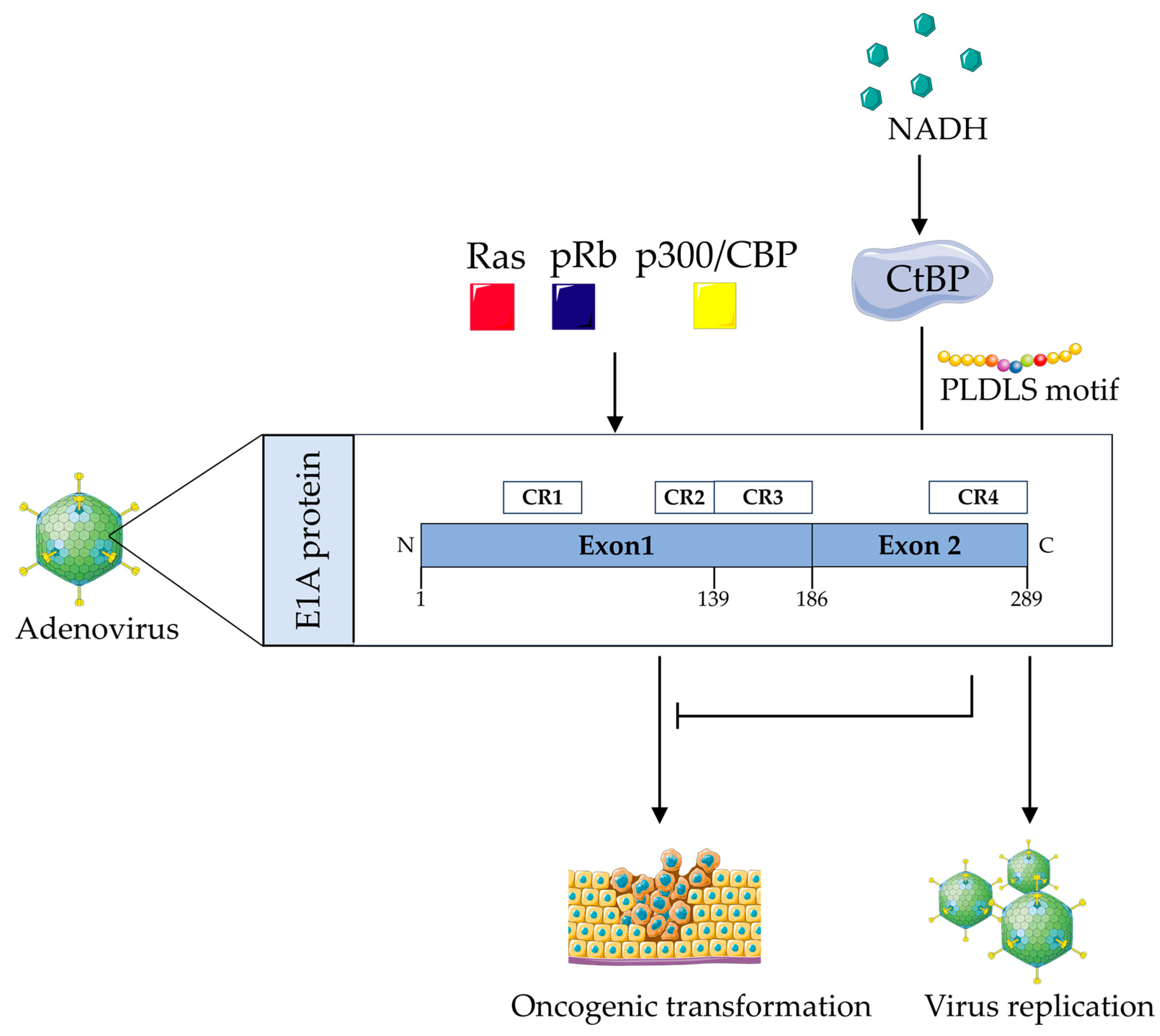 C-Terminal Binding Protein: Regulator between Viral Infection and Tumorigenesis