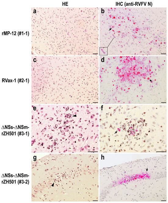 Distinct Pathological Changes in Preweaning Mice Infected with Live ...