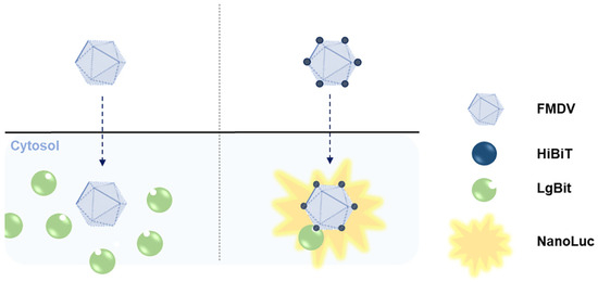 Establishment of the Foot-and-Mouth Disease Virus Type Asia1 Expressing ...