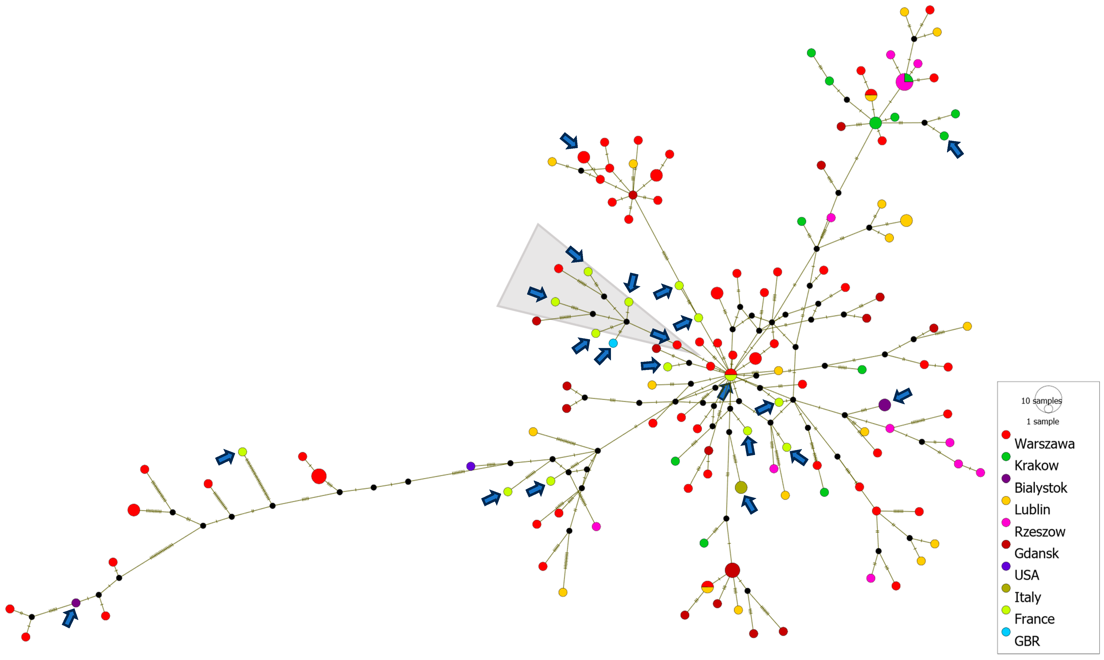 Intensified Circulation of Echovirus 11 after the COVID-19 Pandemic in ...