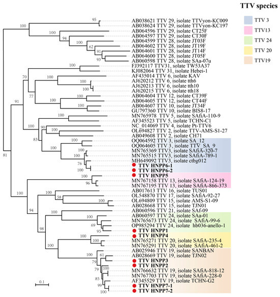 Detection and Genomic Characterization of Torque Teno Virus in ...