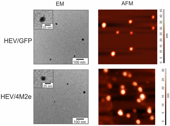 Viruses | Free Full-Text | Plant-Produced Chimeric Hepatitis E Virus ...