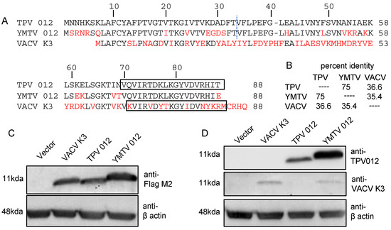 Viruses | Free Full-Text | Tanapox Virus and Yaba Monkey Tumor Virus K3 ...