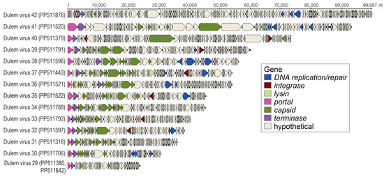 Diverse Circular DNA Viral Communities in Blood, Oral, and Fecal ...