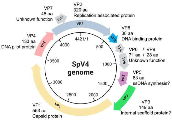 The Structure of Spiroplasma Virus 4: Exploring the Capsid Diversity of ...