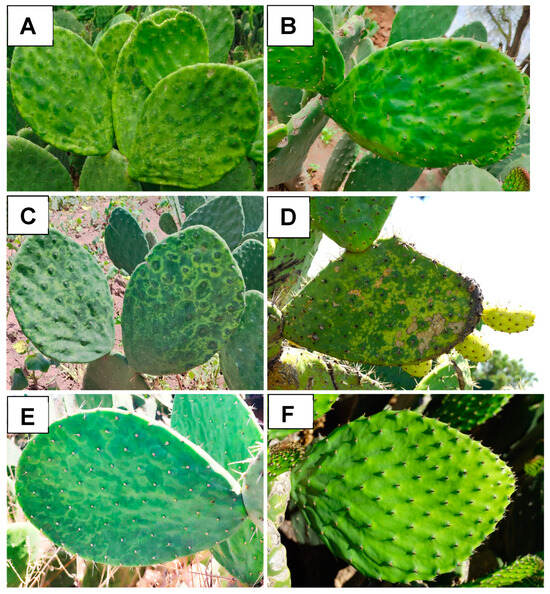 High-Throughput Sequencing Reveals New Viroid Species in Opuntia in Mexico