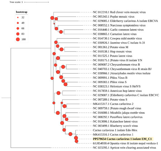 High-Throughput Sequencing Reveals New Viroid Species in Opuntia in Mexico