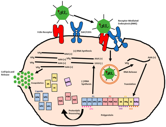 An Overview of the Characteristics, Pathogenesis, Epidemiology, and ...
