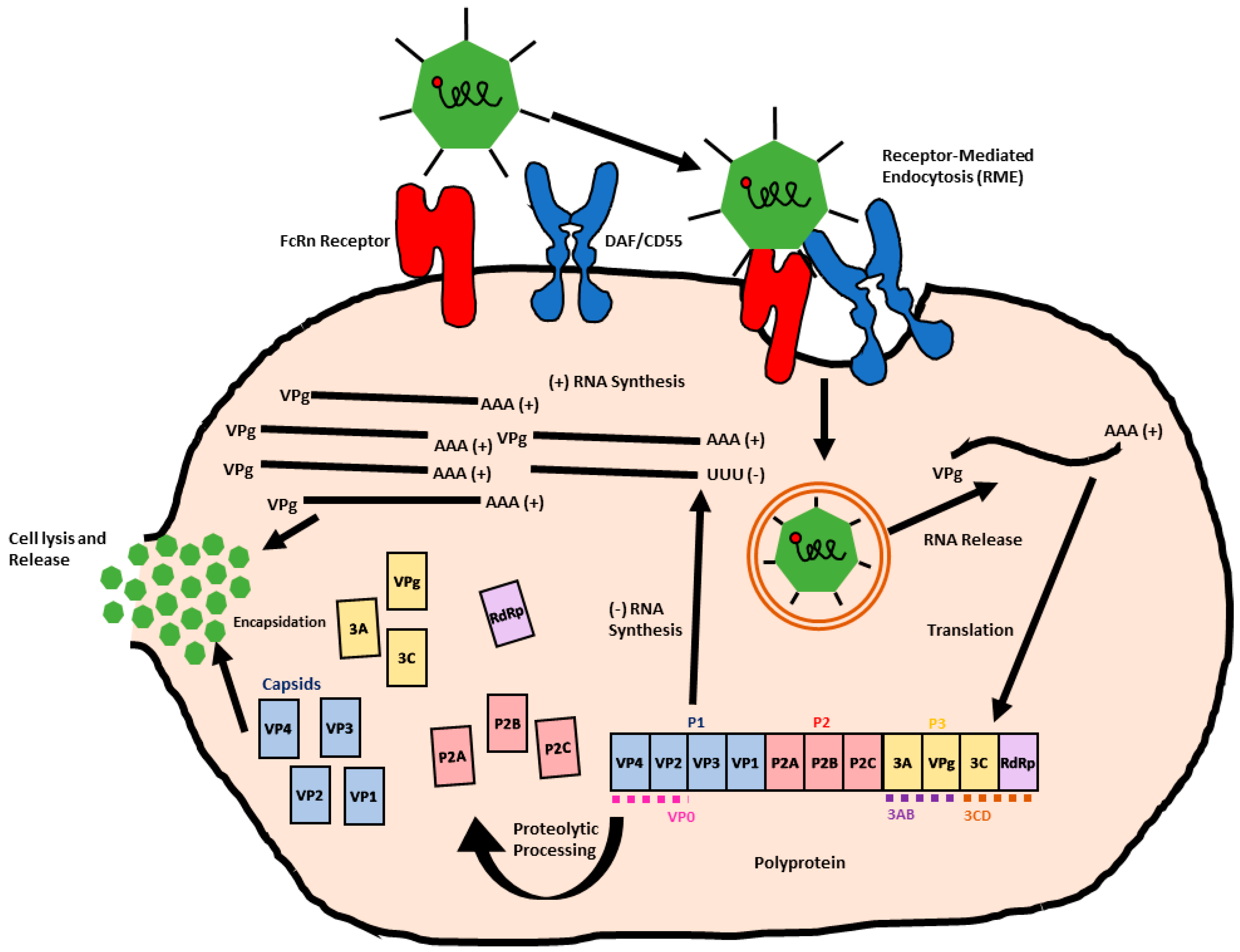 An Overview of the Characteristics, Pathogenesis, Epidemiology, and ...