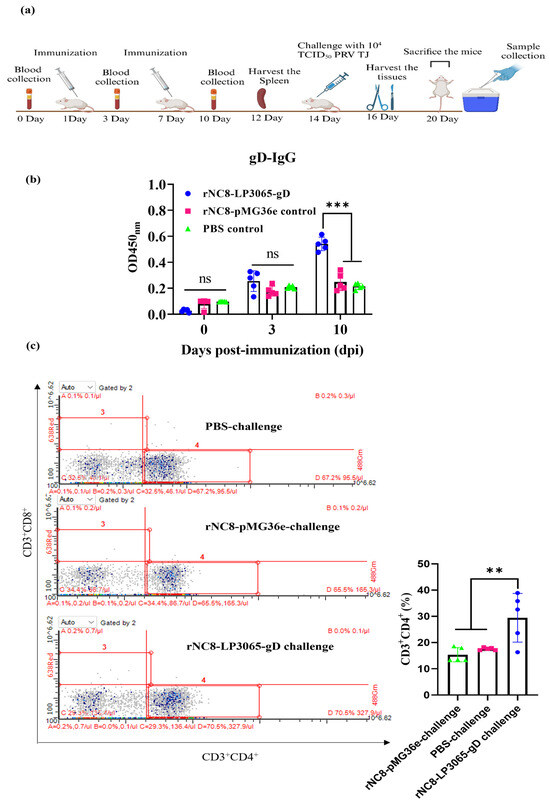 Immune Responses Induced by a Recombinant Lactiplantibacillus plantarum ...