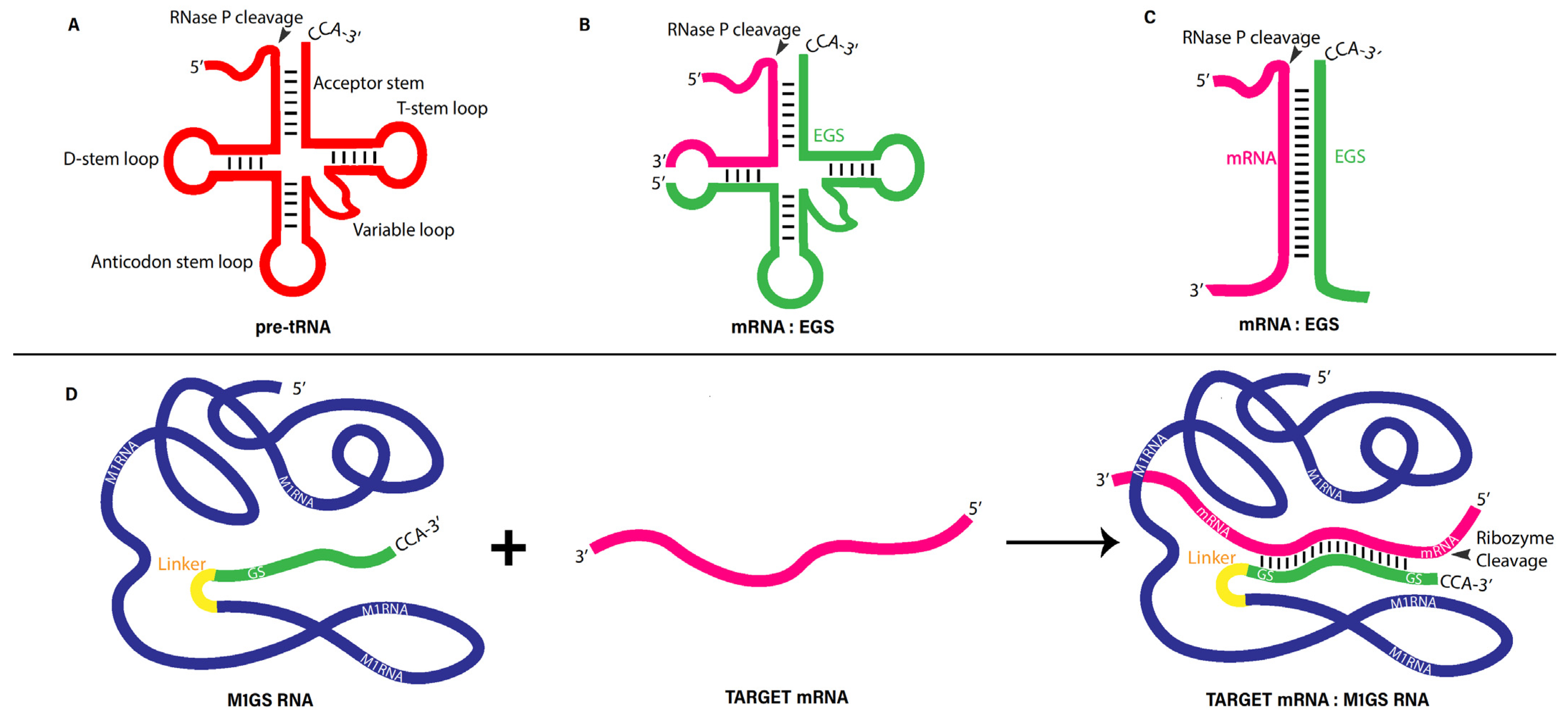 Viruses | Free Full-Text | Engineering of RNase P Ribozymes for Therapy against Human ...