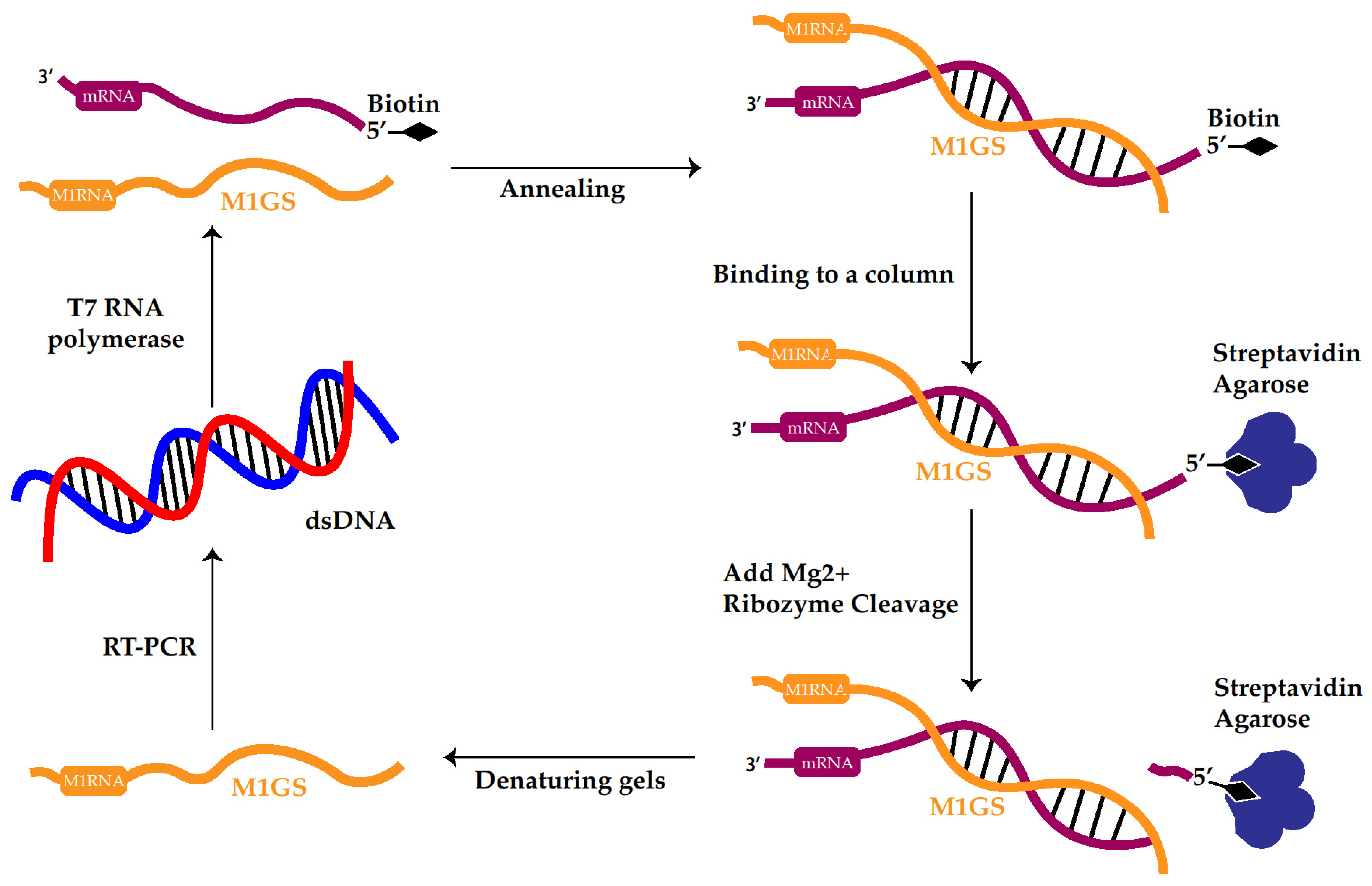 Viruses | Free Full-Text | Engineering of RNase P Ribozymes for Therapy ...