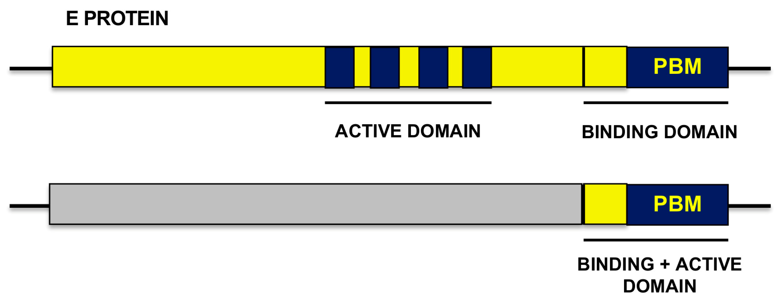 Interaction between SARS-CoV PBM and Cellular PDZ Domains Leading to ...