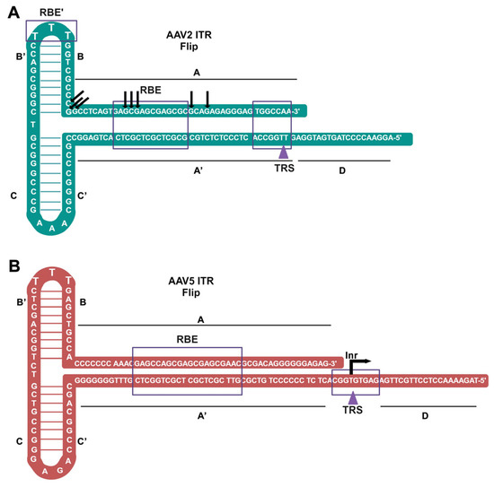 The Expression and Function of the Small Nonstructural Proteins of ...