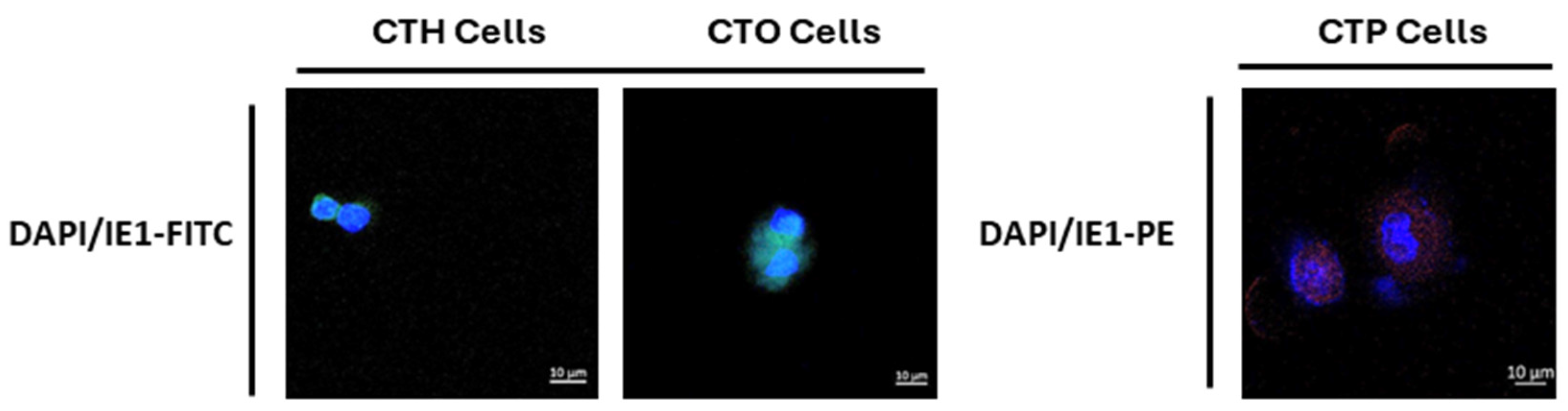 Viruses | Free Full-Text | Polyploid Giant Cancer Cells: A Distinctive ...