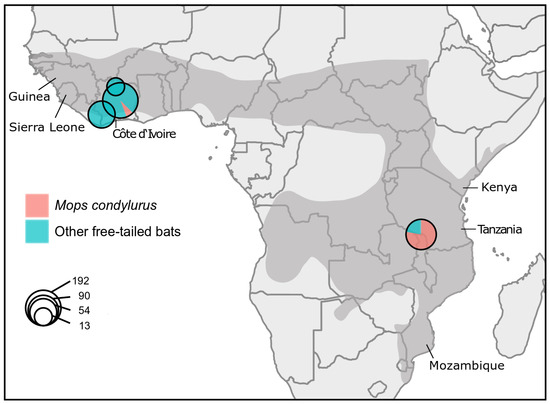 Detection of Bombali Virus in a Mops condylurus Bat in Kyela, Tanzania