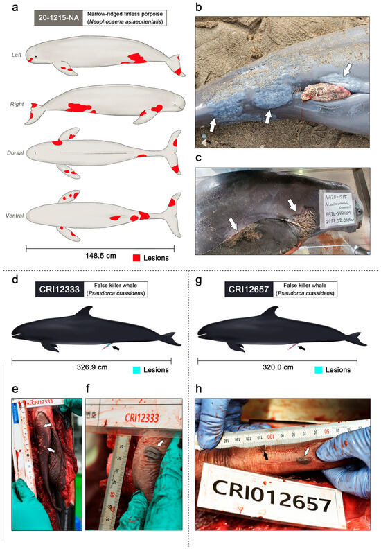 Novel Gammaherpesvirus Infections in Narrow-Ridged Finless Porpoise ...