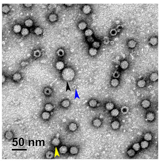In-Depth Comparison of Adeno-Associated Virus Containing Fractions ...