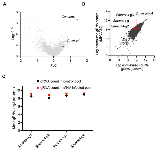 Chromatin Regulator SMARCA4 Is Essential for MHV-Induced Inflammatory ...