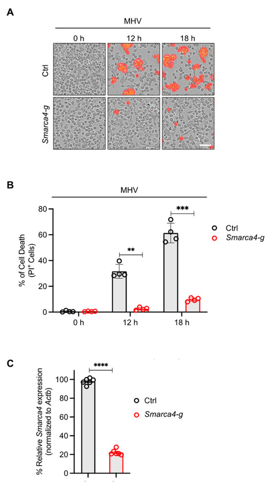 Chromatin Regulator SMARCA4 Is Essential for MHV-Induced Inflammatory ...