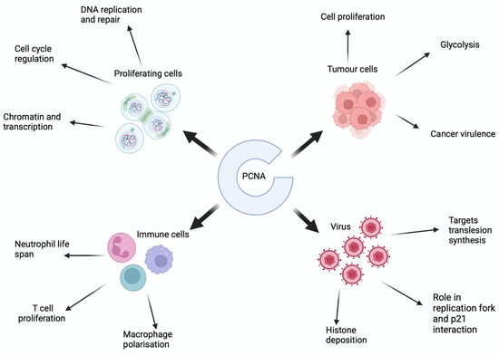 Proliferating Cell Nuclear Antigen in the Era of Oncolytic Virotherapy