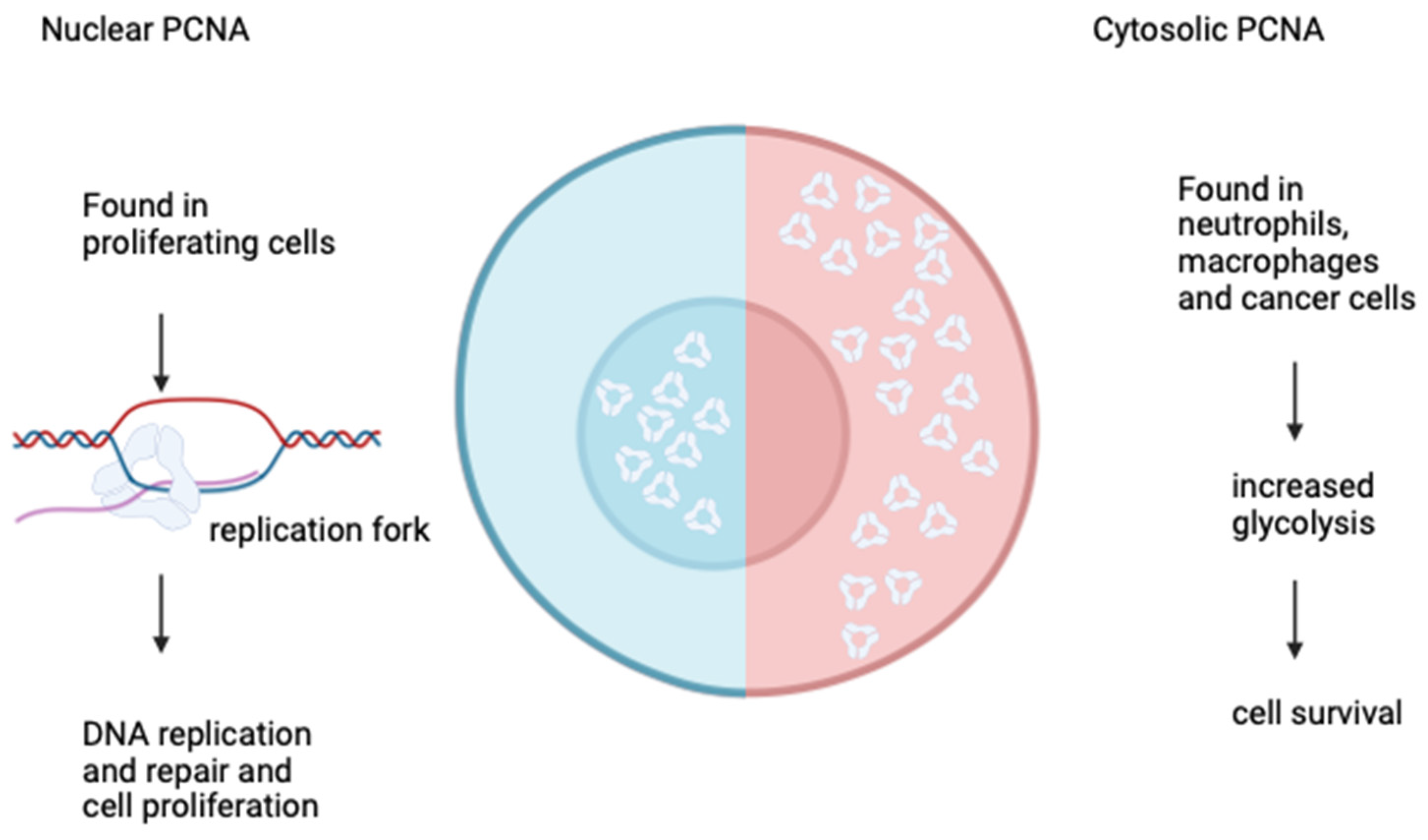 Proliferating Cell Nuclear Antigen in the Era of Oncolytic Virotherapy