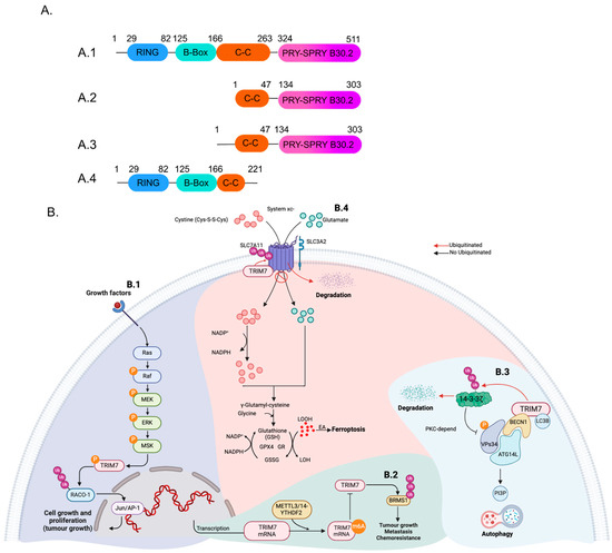 The Dual Role of TRIM7 in Viral Infections
