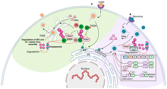 The Dual Role of TRIM7 in Viral Infections