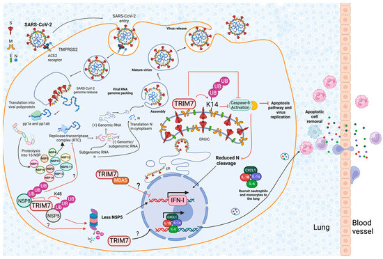 The Dual Role of TRIM7 in Viral Infections