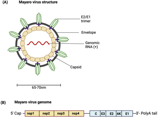 Mayaro Virus: An Emerging Alphavirus in the Americas