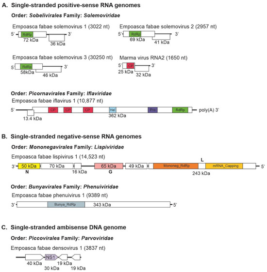 Exploring Virus Diversity in the Potato leafhopper (Empoasca fabae), an ...