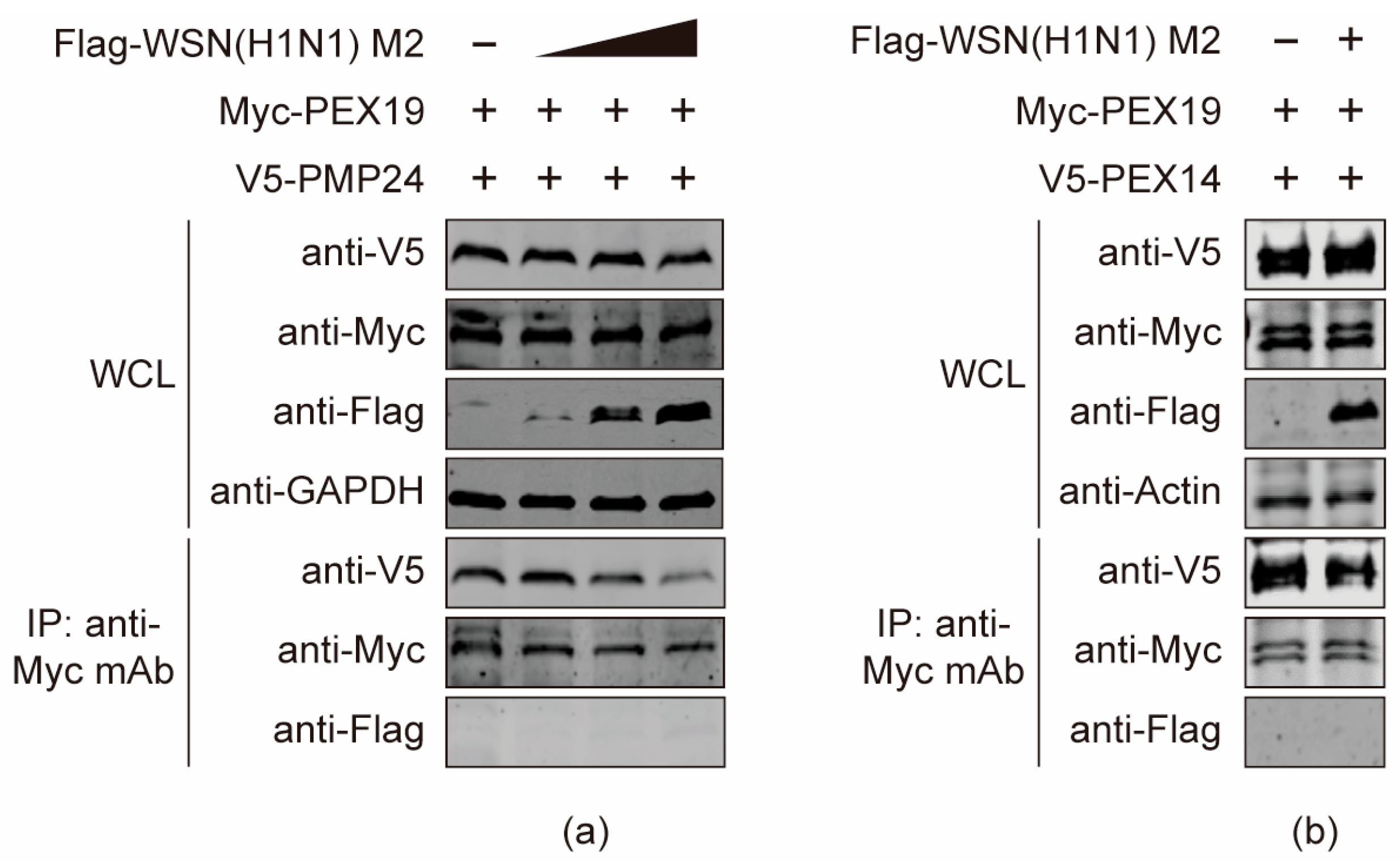 The M2 Protein of the Influenza A Virus Interacts with PEX19 to ...