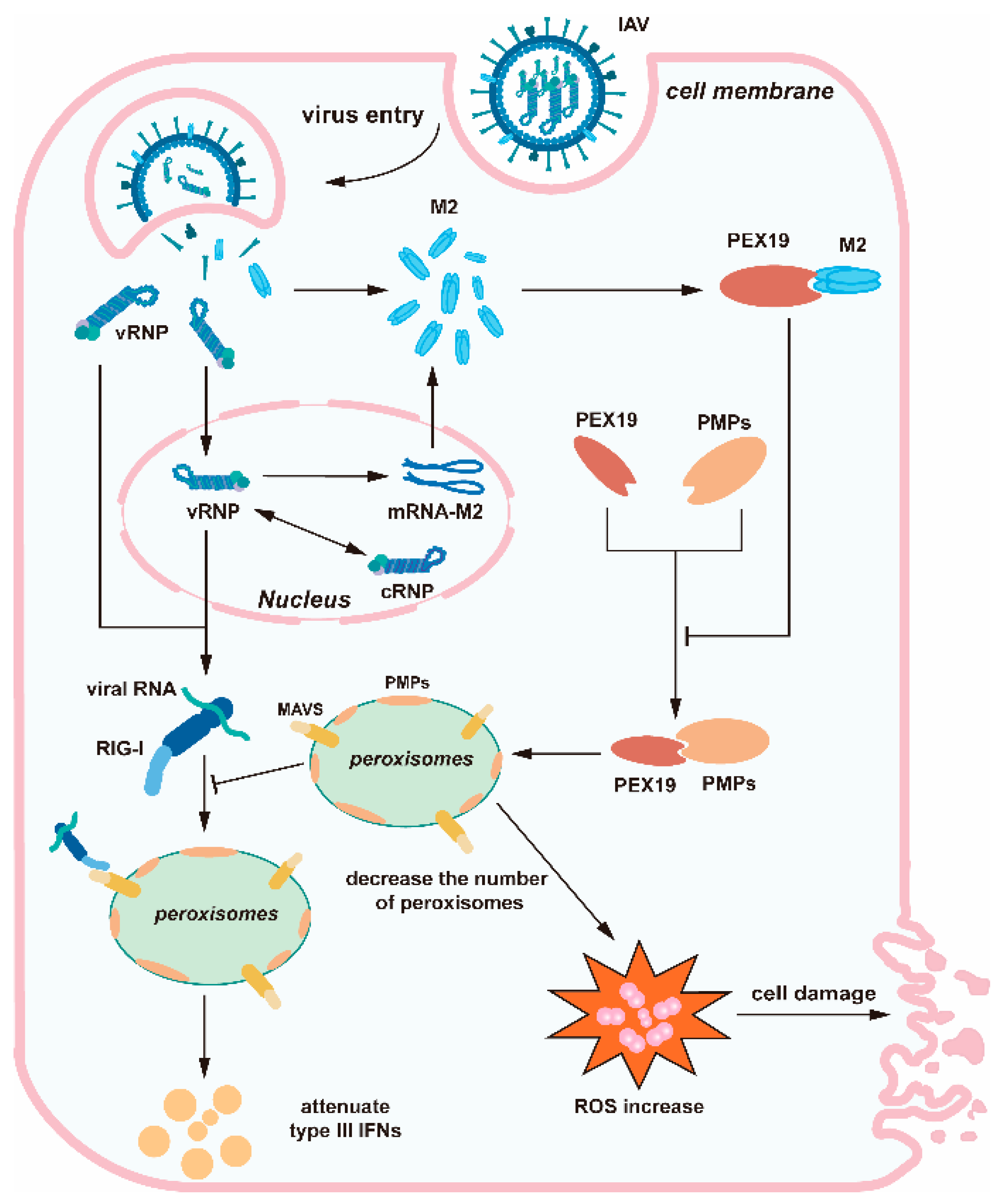 The M2 Protein of the Influenza A Virus Interacts with PEX19 to ...