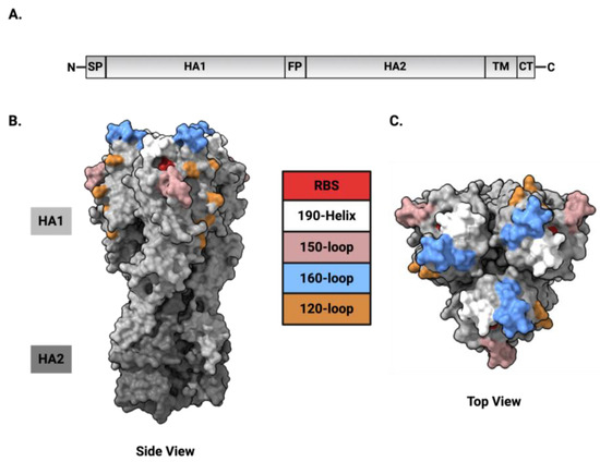 Influenza B Virus Receptor Specificity: Closing the Gap between Binding ...
