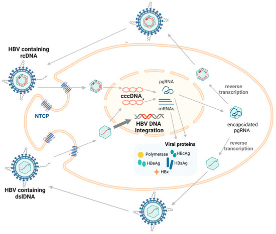 Hepatitis B Viral Protein HBx: Roles in Viral Replication and ...