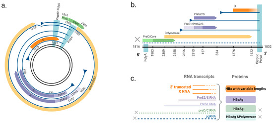 Hepatitis B Viral Protein HBx: Roles in Viral Replication and ...