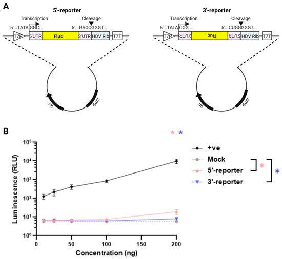 Towards the Development of a Minigenome Assay for Species A Rotaviruses