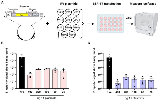 Towards the Development of a Minigenome Assay for Species A Rotaviruses