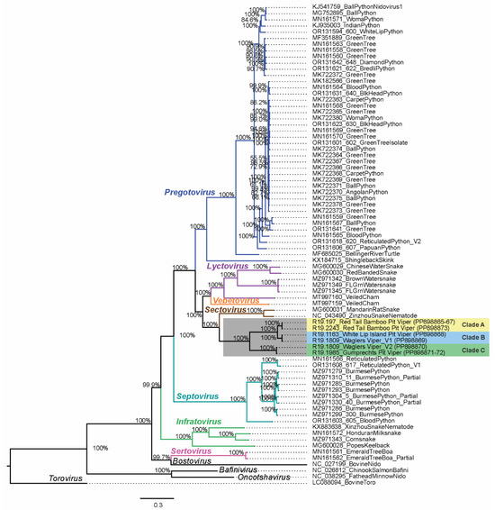 Identification and Characterization of Novel Serpentoviruses in Viperid ...