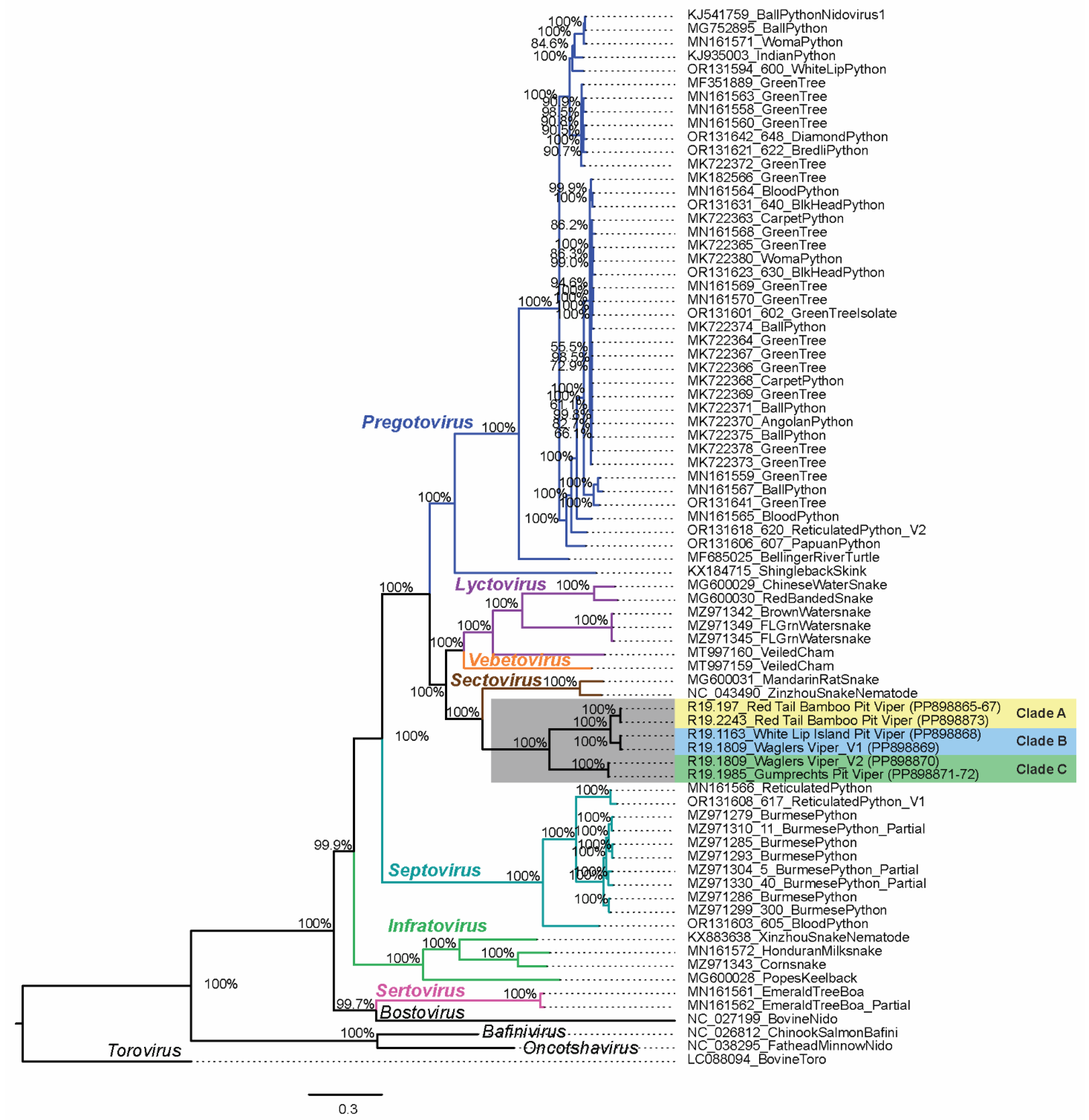 Identification and Characterization of Novel Serpentoviruses in Viperid ...
