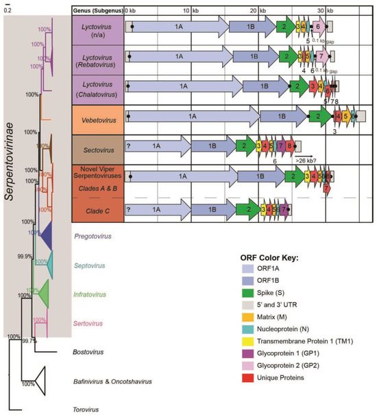 Identification and Characterization of Novel Serpentoviruses in Viperid ...