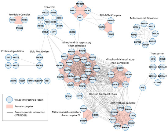 Insights into the Role of VPS39 and Its Interaction with CP204L and ...