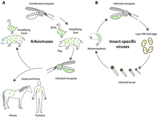 Unleashing Nature’s Allies: Comparing the Vertical Transmission Dynamics of Insect-Specific and ...