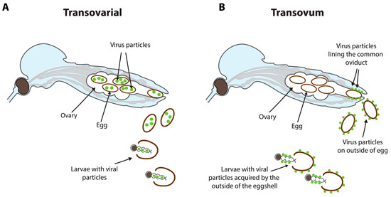 Unleashing Nature’s Allies: Comparing the Vertical Transmission Dynamics of Insect-Specific and ...