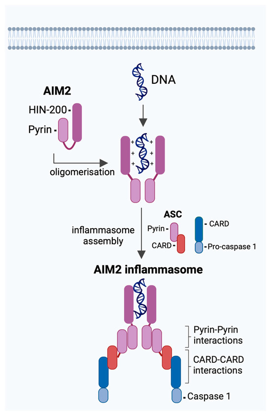 Taking AIM at Influenza: The Role of the AIM2 Inflammasome
